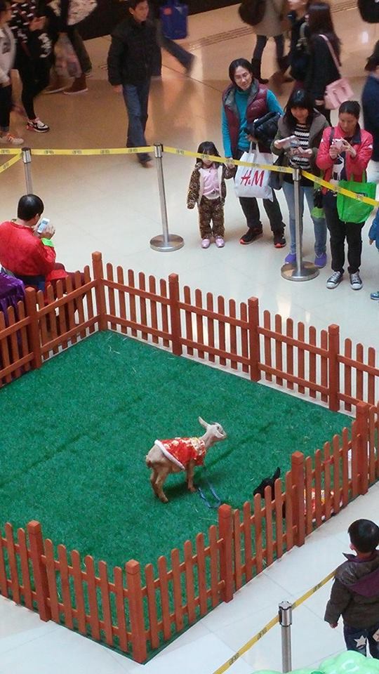 Mall lets people feed live goats for CNY, charity refuses money raised ...