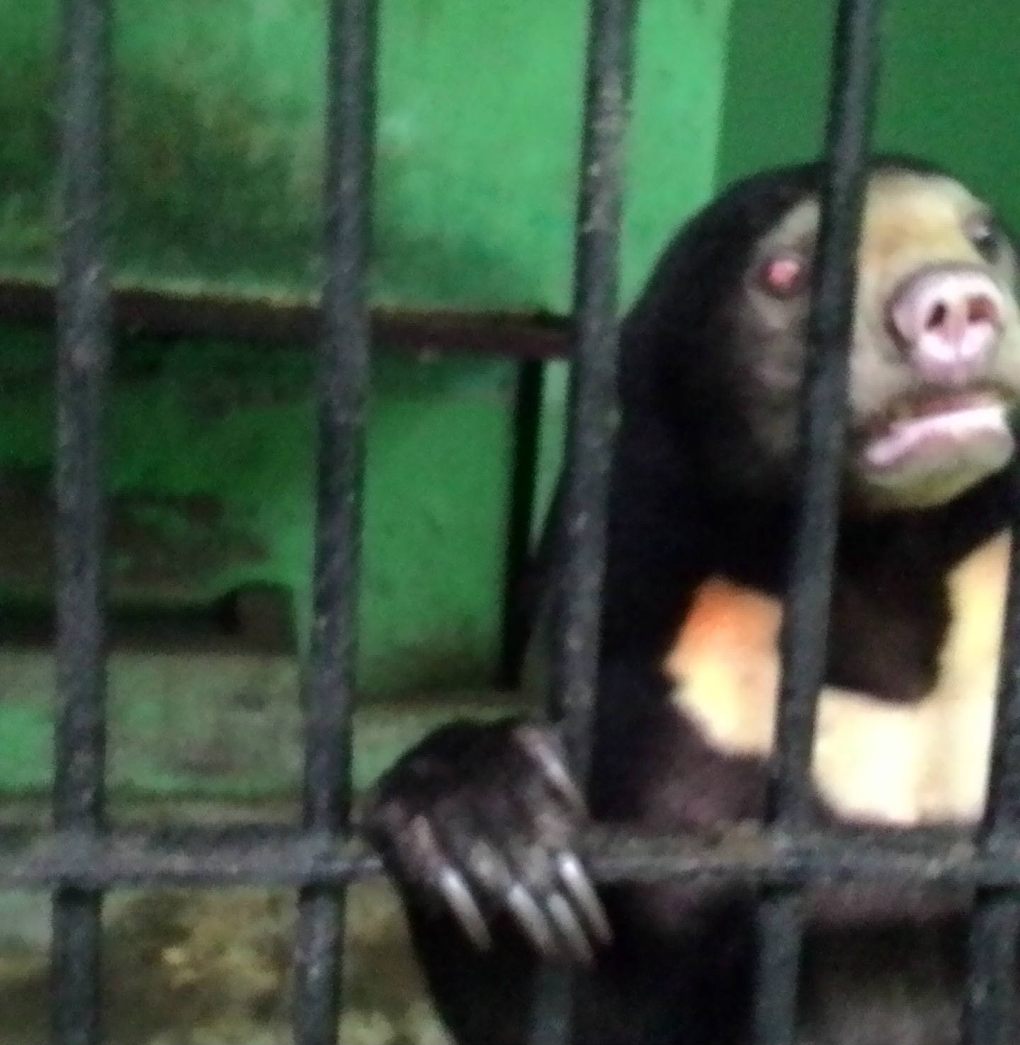 One-eyed sun bear at Yangon Zoo puts foot in mouth and makes odd noises ...