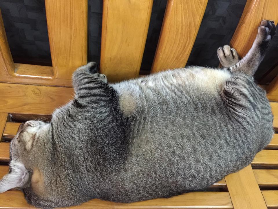 Watch: Myanmar’s favorite fat cat devour a cardboard box | Coconuts