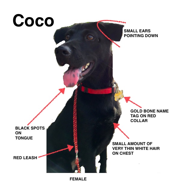 Happy Reunion: Coco the Bali dog returns home safely | Coconuts