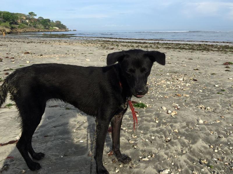 Happy Reunion: Coco the Bali dog returns home safely | Coconuts