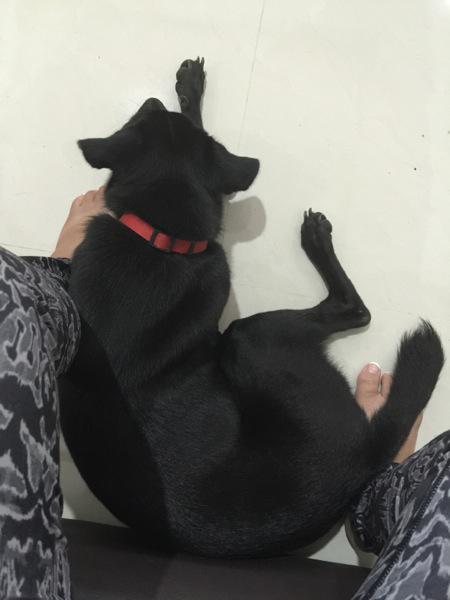 Happy Reunion: Coco the Bali dog returns home safely | Coconuts