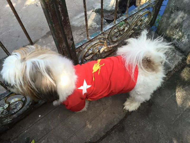 This dog is the happiest Aung San Suu Kyi supporter of them all | Coconuts