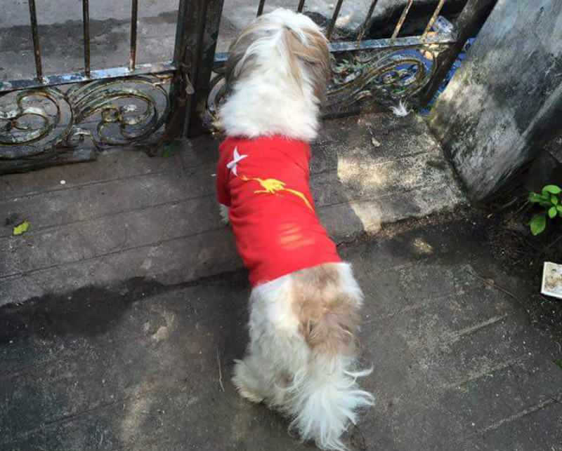 This dog is the happiest Aung San Suu Kyi supporter of them all | Coconuts