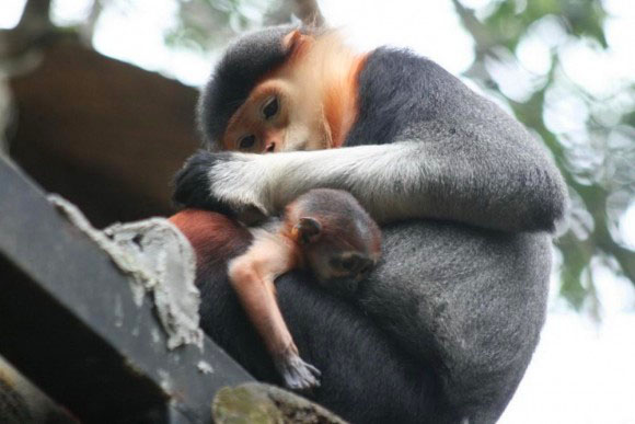 Newborn red monkey makes Monday bearable (PHOTOS) | Coconuts