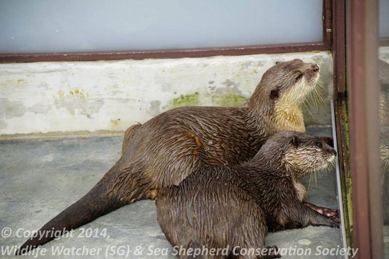These photos of sick animals and unkempt enclosures at Underwater World ...
