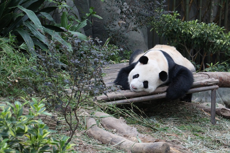 pandas mating behavior