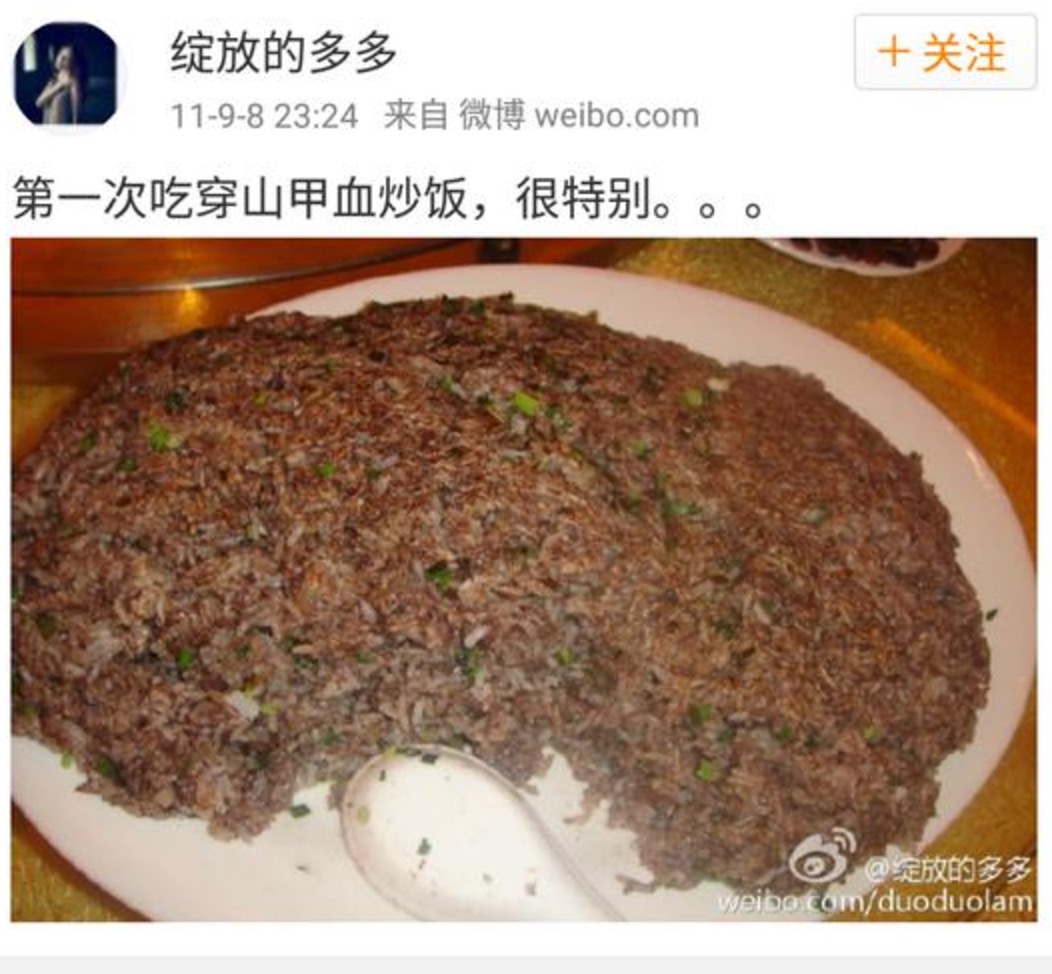 Shenzhen ‘Pangolin Princess’ arrested for diet of scaly anteater | Coconuts