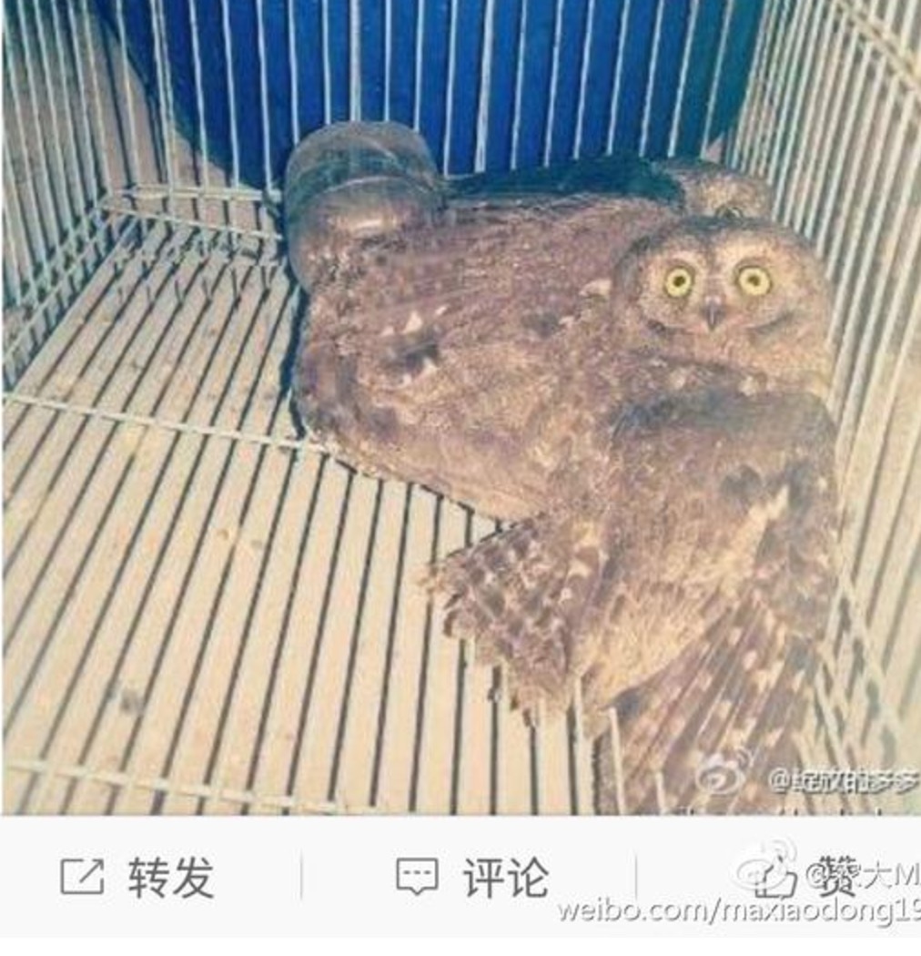 Shenzhen ‘Pangolin Princess’ arrested for diet of scaly anteater | Coconuts