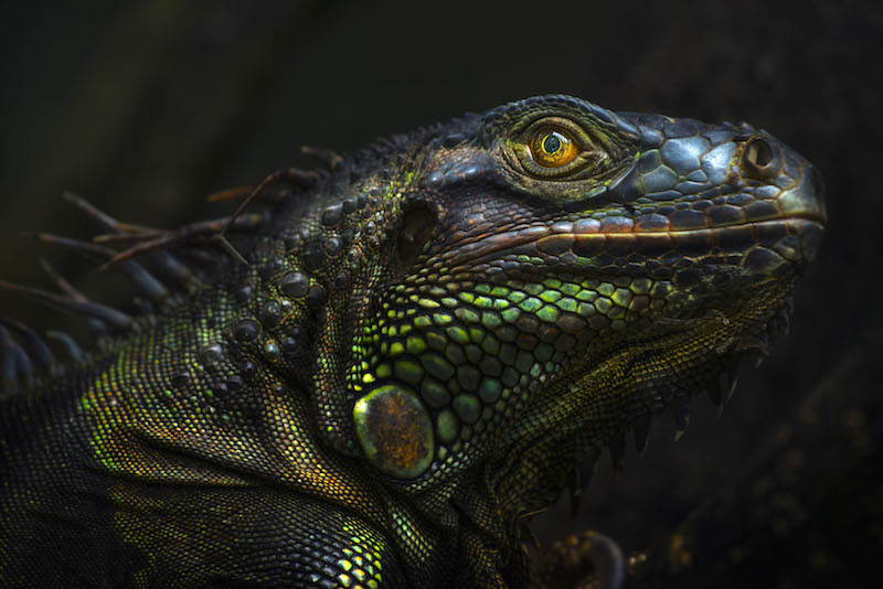 Singaporean photographer's work shortlisted among top ten for 2017 Sony ...