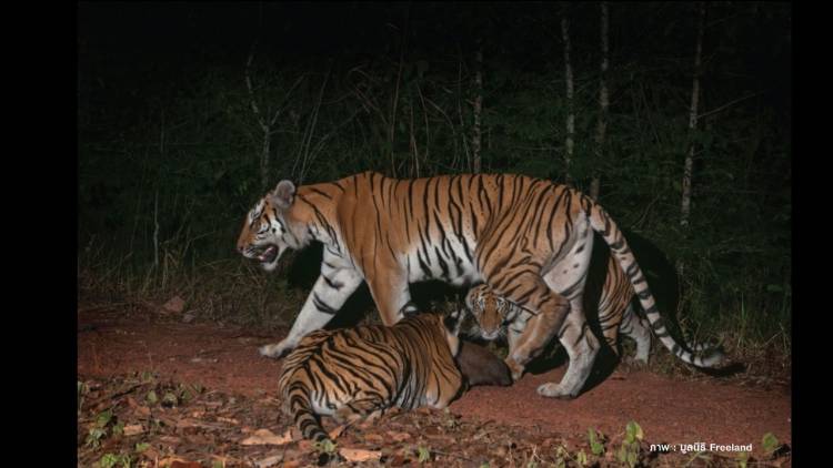 Miraculous! 18 wild endangered tigers seen on camera living and ...