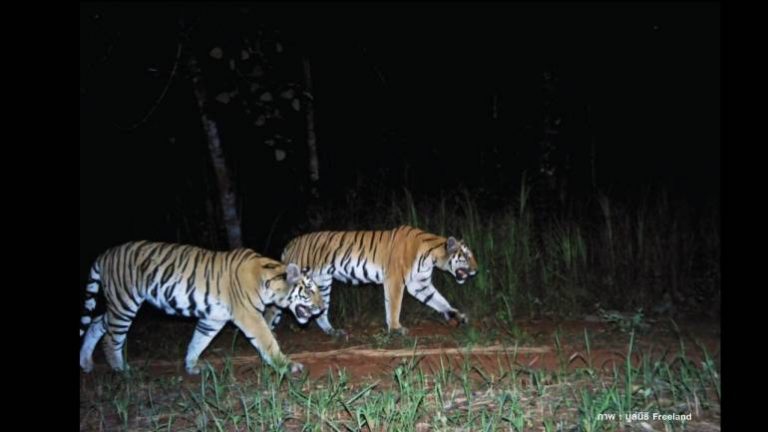 Miraculous! 18 wild endangered tigers seen on camera living and ...