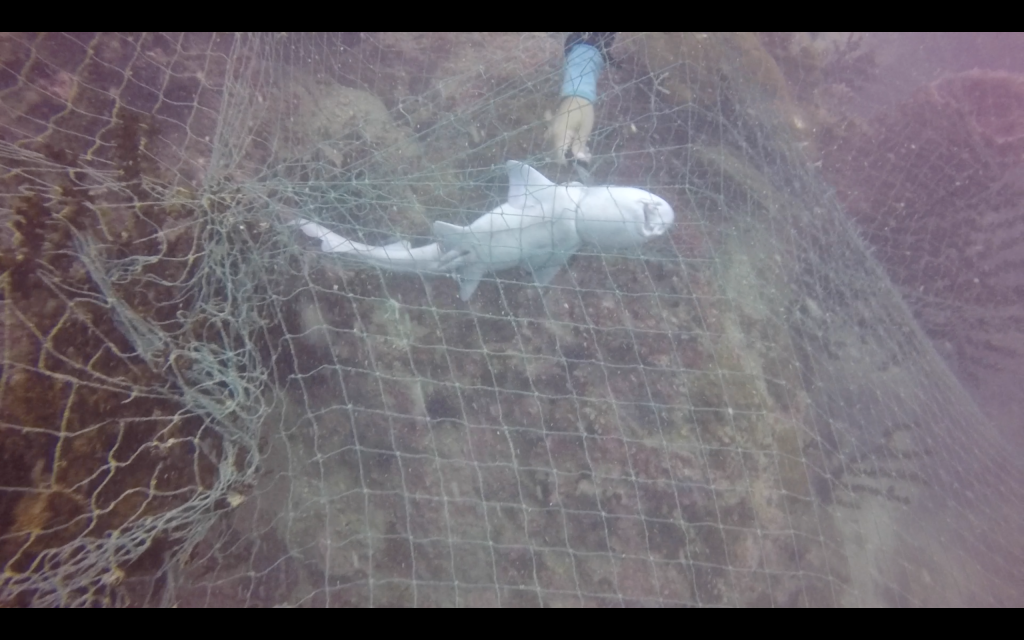 A group of divers is saving Myanmar’s marine wildlife from deadly ghost ...