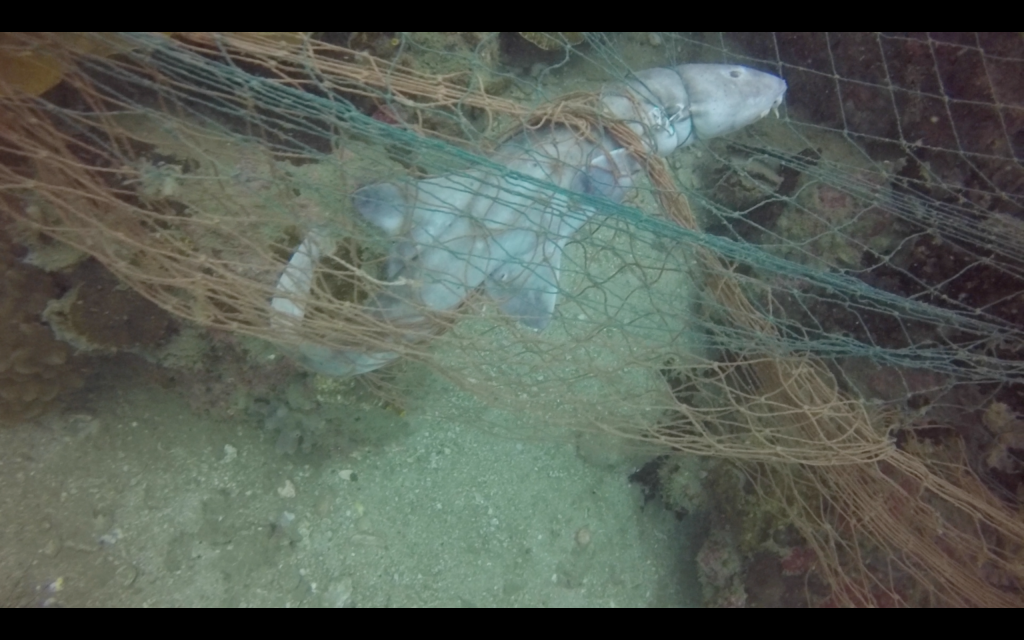 A group of divers is saving Myanmar’s marine wildlife from deadly ghost ...