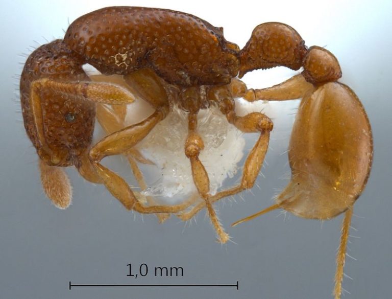 Rare 'T. Rex' ant discovered alive for the first time in over a decade ...